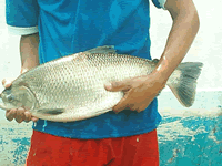 PECES DE CONSUMO EN COLOMBIA
