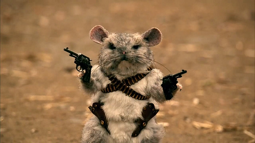 Funny chinchilla Photos | Funny Animals