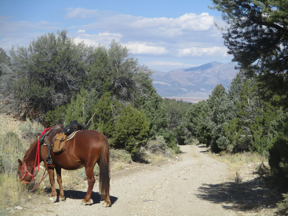 The Long Horse Ride Blog: To Ruby Valley