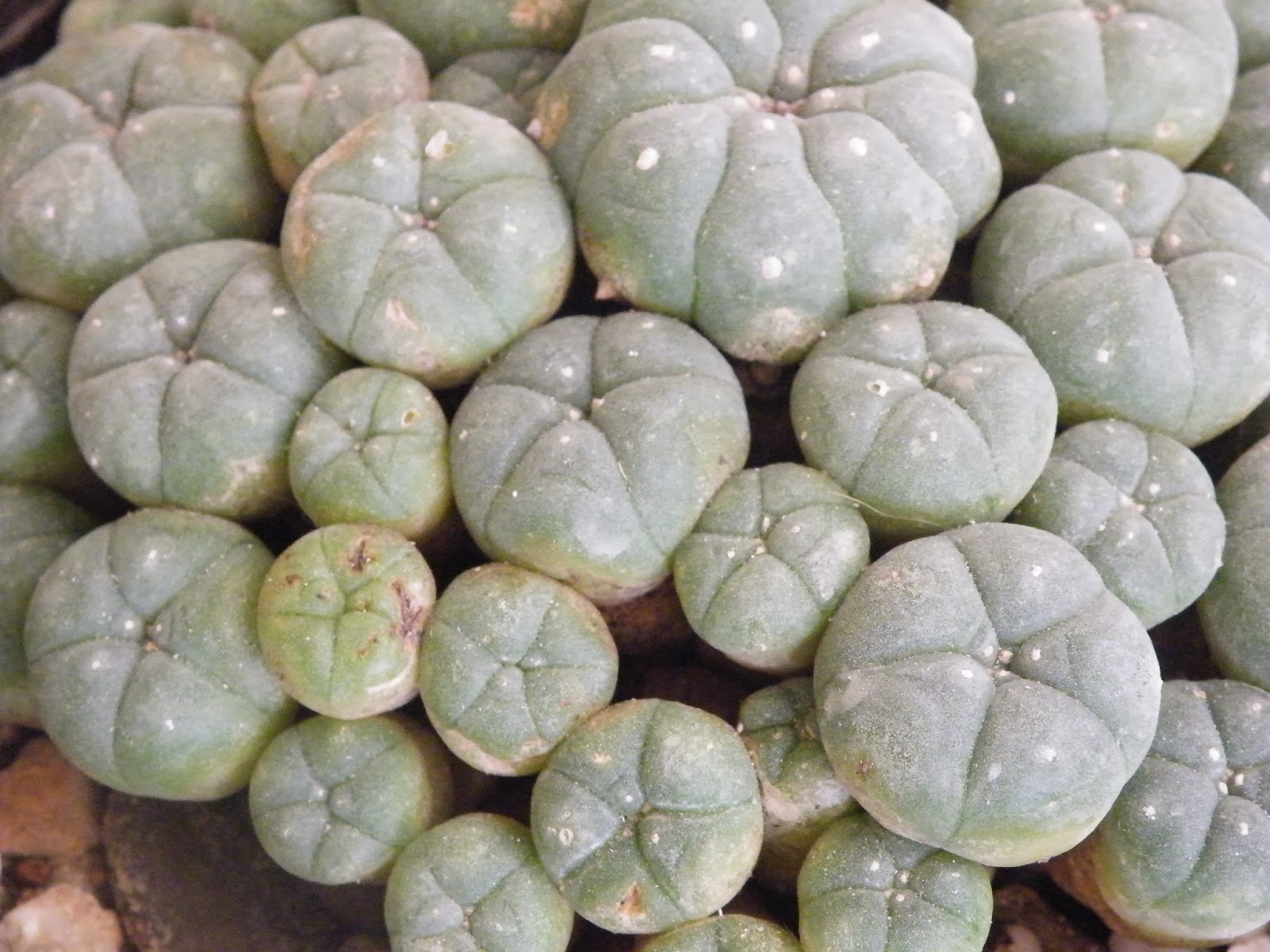 The cactus and Succulent Society of Malta