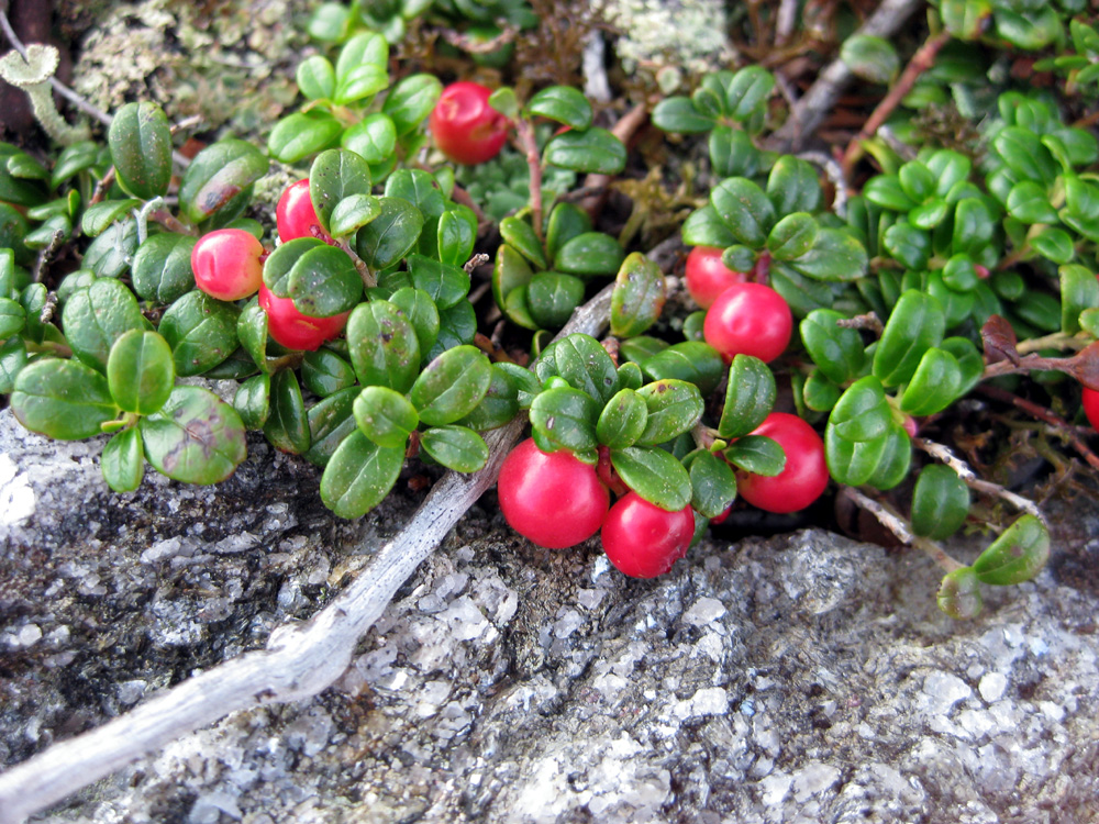 Naturally New England: Wilderness Isolation