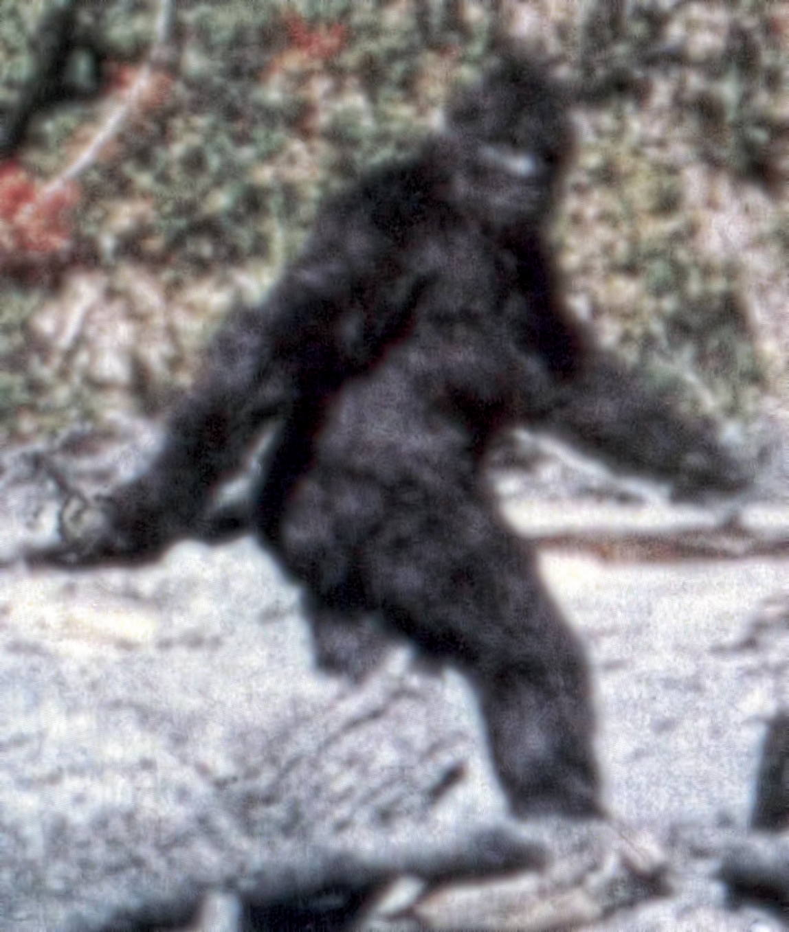 MUNGKOPAS: Bigfoot: Fiktif atau Nyata?
