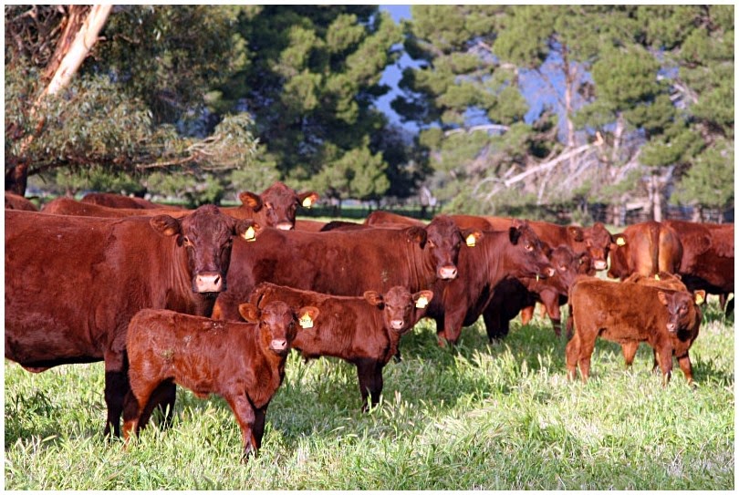 Generalidades de la Ganadería Bovina.: Red Poll