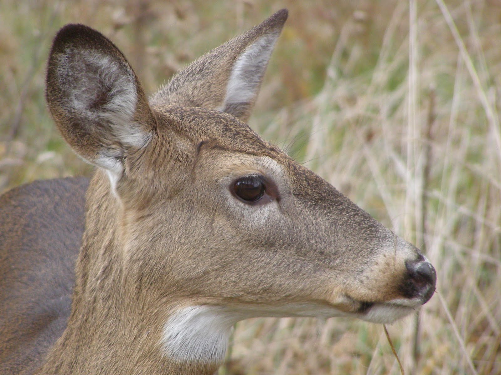 Blue Jay Barrens: A Deer with Many Faces