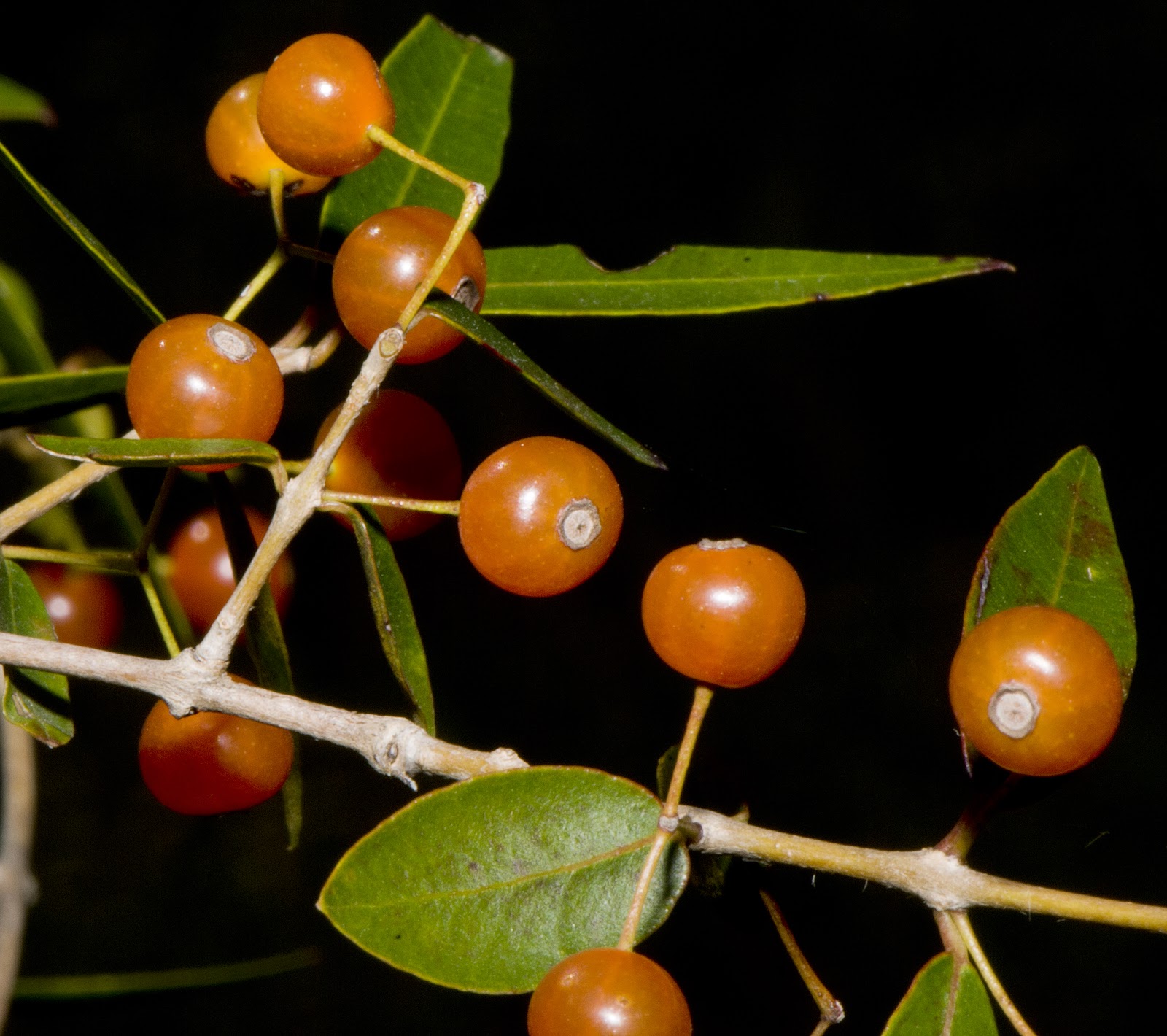 FOTOGRAFIAS DE LA FLORA AUTOCTONA DEL URUGUAY: ARRAYAN
