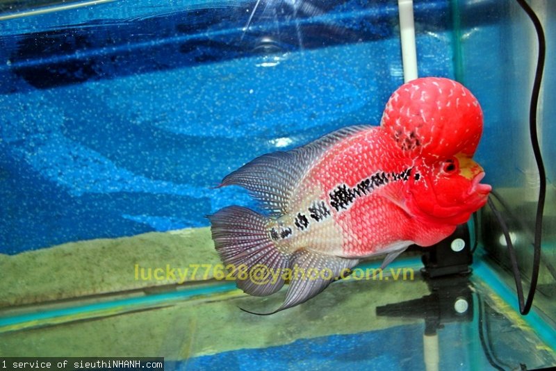 Flowerhorn The Hybrid Cichlids: Red Flowerhorn