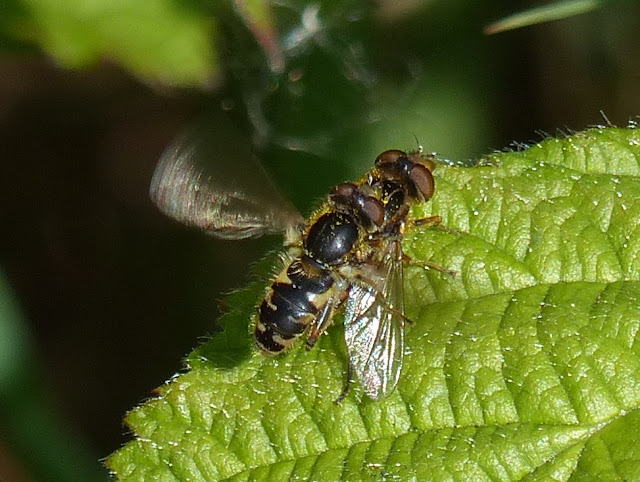 A Field Notebook: Invertebrates, May 2017