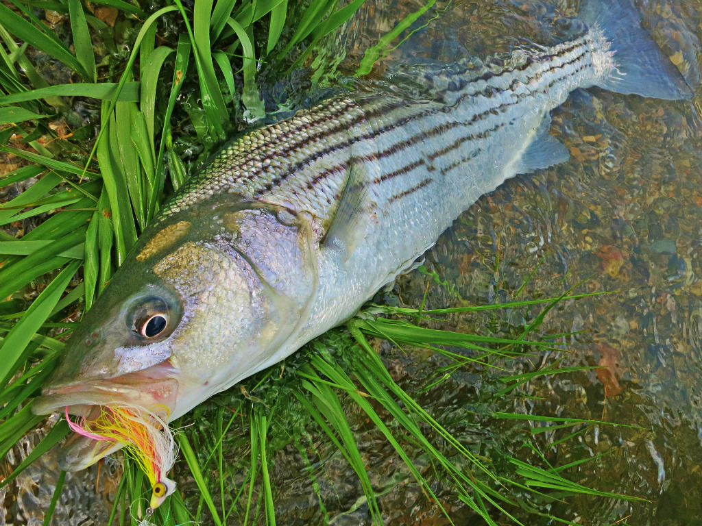Fly Fisherman's Café: Fish in the Grass