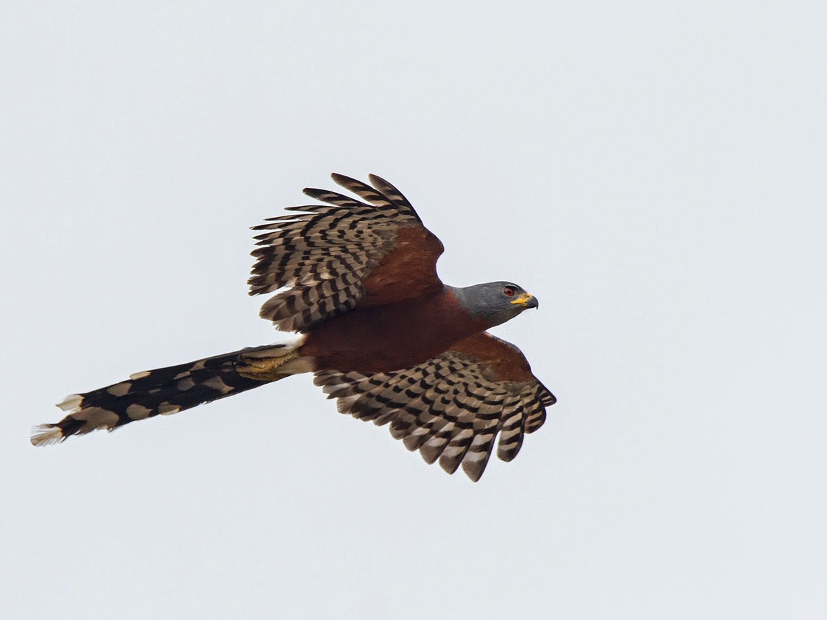 African Affinity Birding