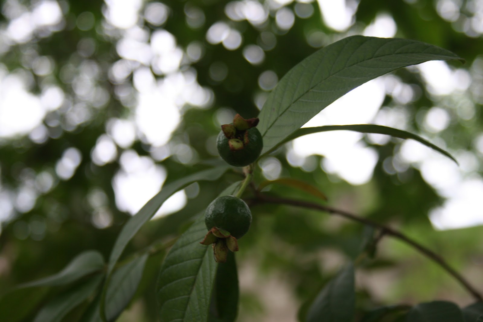 Haiti Hiatus: Brother Edward Shows Us a Glimpse of the Abundant Plant ...