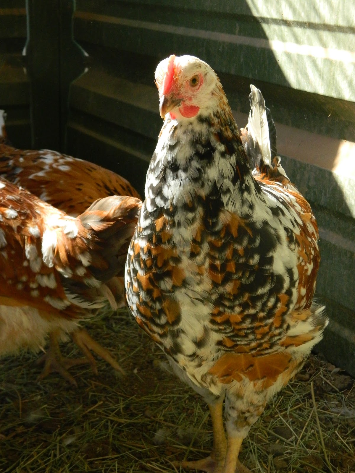 Aloha Chickens: Dun Project Update - Part 2