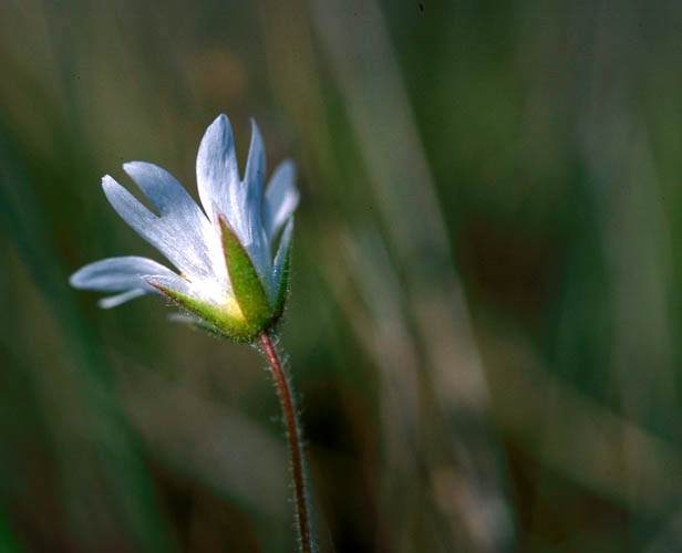 Calyx: Calyx - meaning