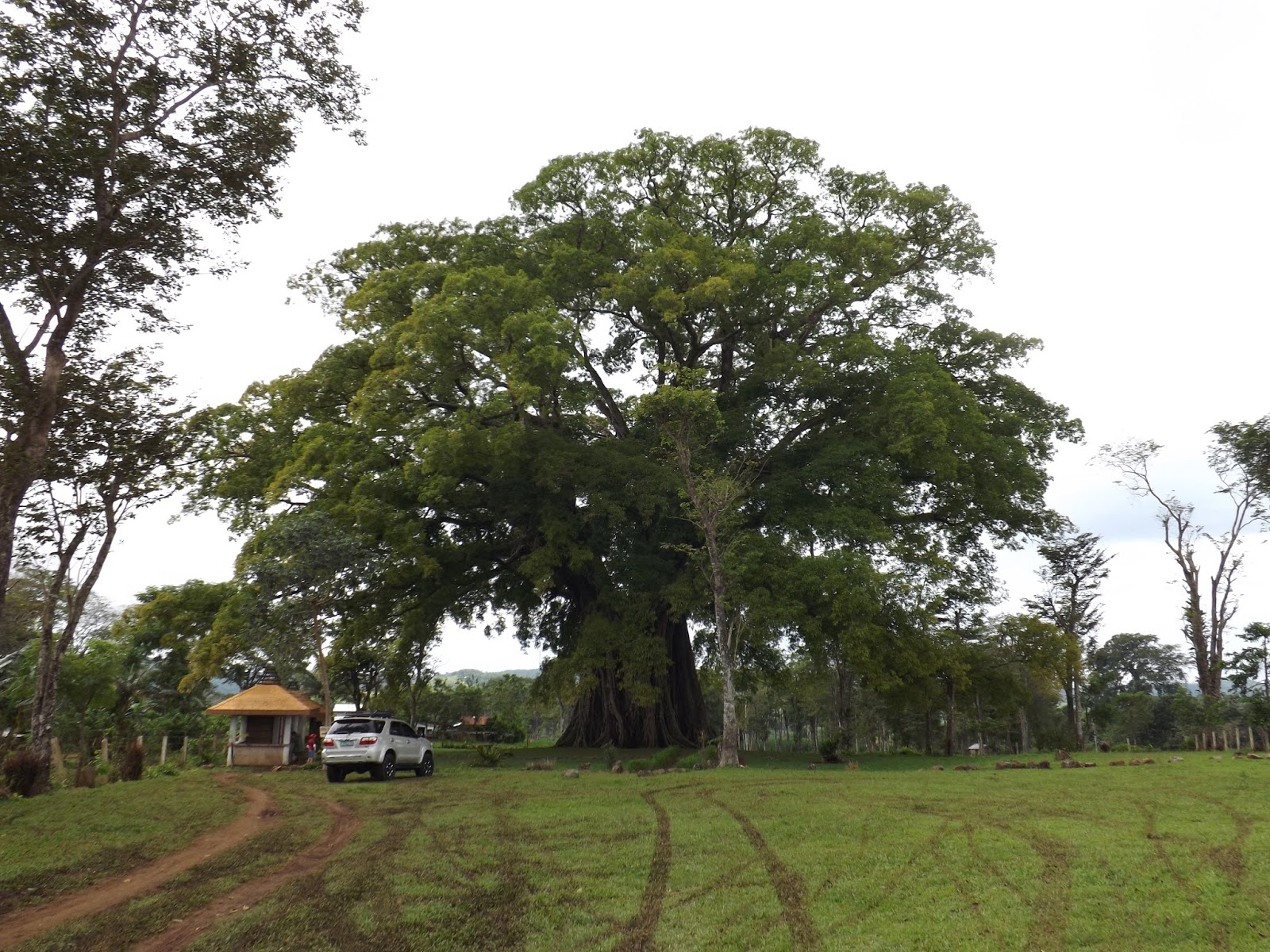 PHILIPPINES CENTURY TREE INHABITED BY THE SPIRITS?? COOL WATERS OF ...