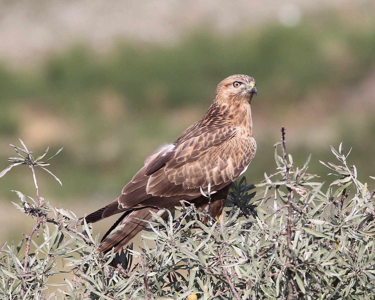 Chris Gibbins - gulls & birds: Some birds from Azerbaijan