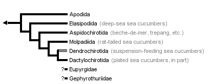 The Echinoblog: Sea Cucumber Evisceration! Defense! Regeneration! Why ...