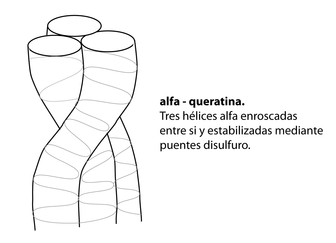 el moderno prometeo: Proteínas: conformación y estructura.