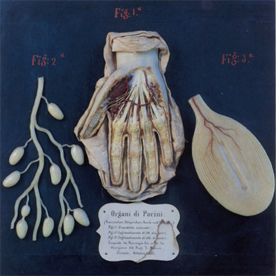 loveisspeed.......: The Morbid Anatomy Library is a artist's project in ...