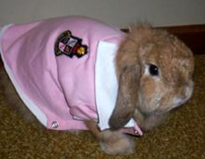 Ropa para conejos ~ Tengo Un Conejo