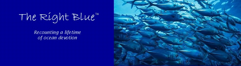 The Right Blue: A Queen Conch snail, giving us the eye