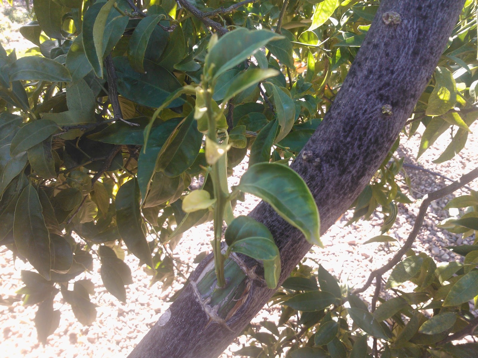 Cultiva las mejores variedades de cítricos del mundo.: Injertando ...