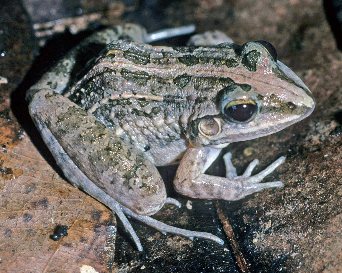 The Herpetology of Trinidad and Tobago: The Whistling Frog ...