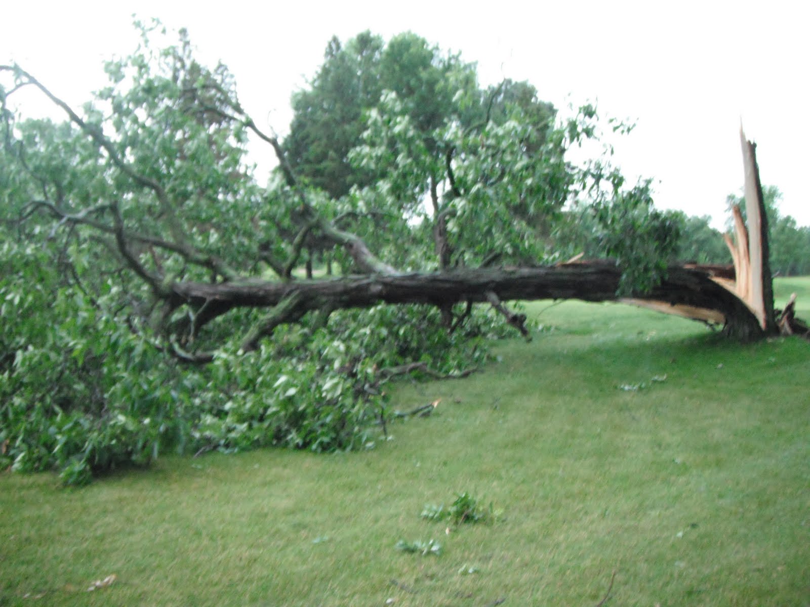 Ridgeway Country Club Turfgrass Management: Wind Strom takes down trees