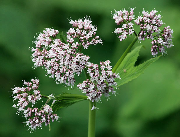 DE GULLE AARDE: valeriaan tinctuur