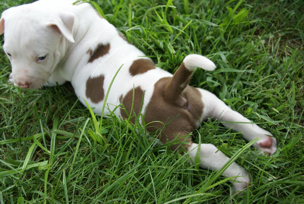 Pit Bull Frogs: Pit Bull Frog Photos