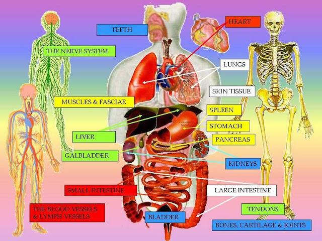 weltanschuuang: Traditional Chinese Medicine - 5 Phases Theory