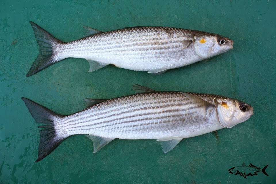 Balık Günlükleri: Kefal Türleri ve Av Teknikleri