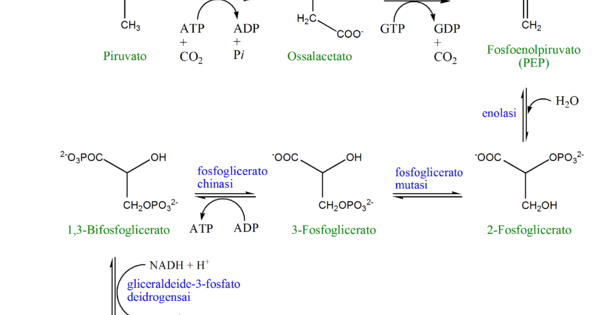 SapienteMente: Gluconeogenesi: la formazione del glucosio da precursori ...