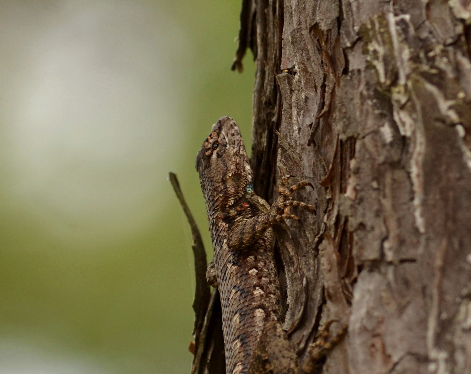Woods Walks and Wildlife: Summer in a Pine Barrens Bog