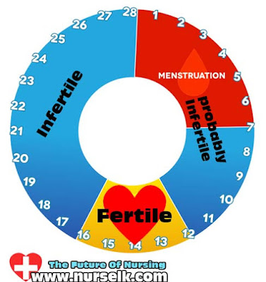 Menstrual Cycle And Menstrual Period | Nurselk.com