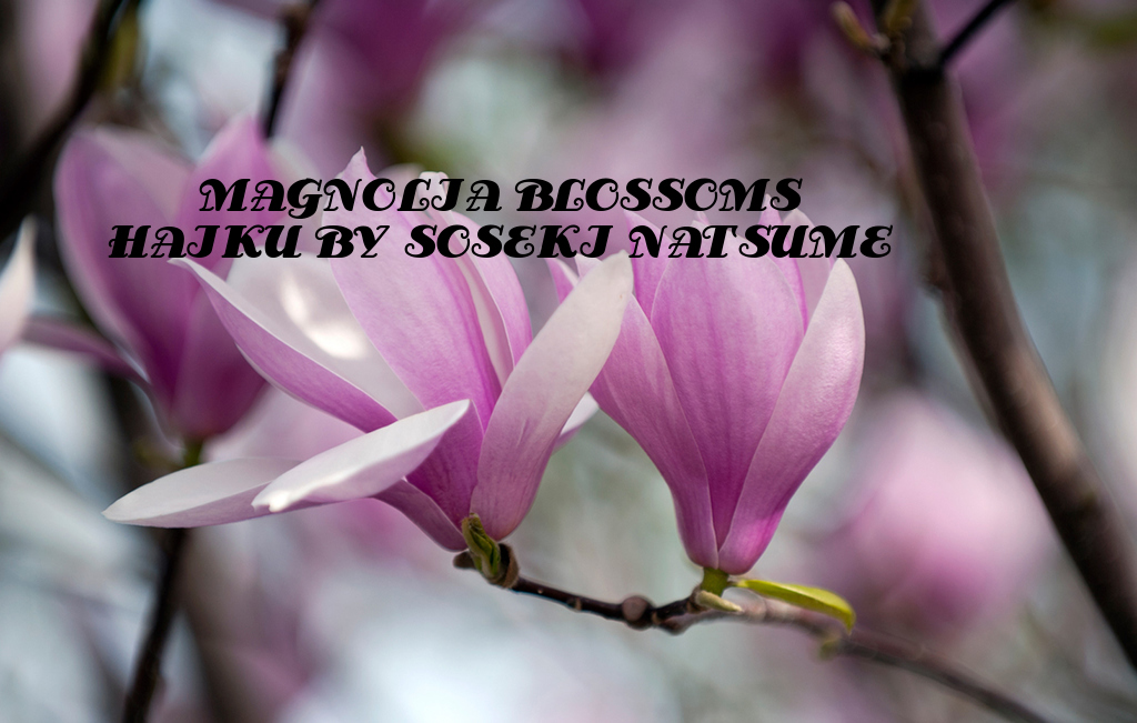 CARPE DIEM HAIKU KAI: Carpe Diem Theme Week 3: Magnolia Blossoms, haiku ...