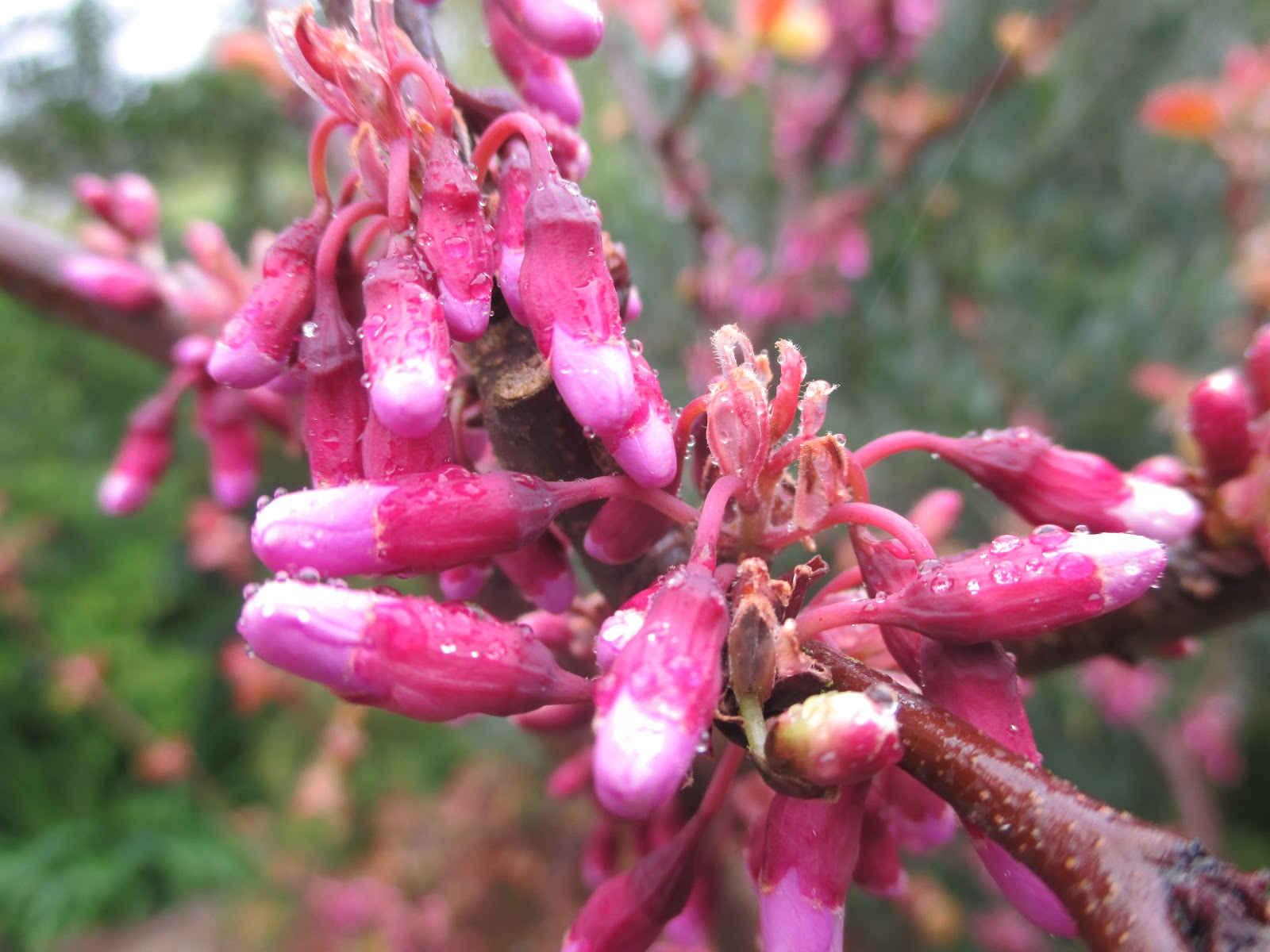 The Green Fingered Blog: Wisteria hysteria as late frost causes panic ...