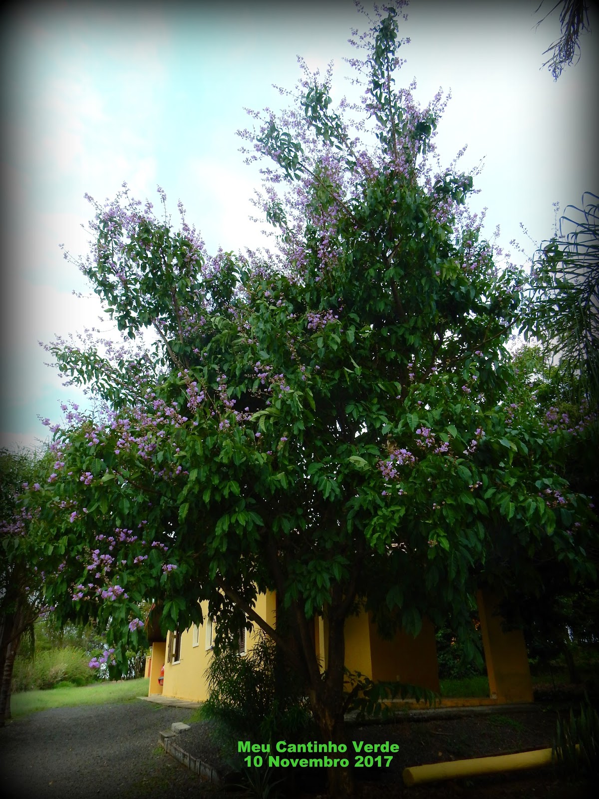 Meu Cantinho Verde: RESEDÁ-GIGANTE, BANABA - ( Lagerstroemia speciosa )