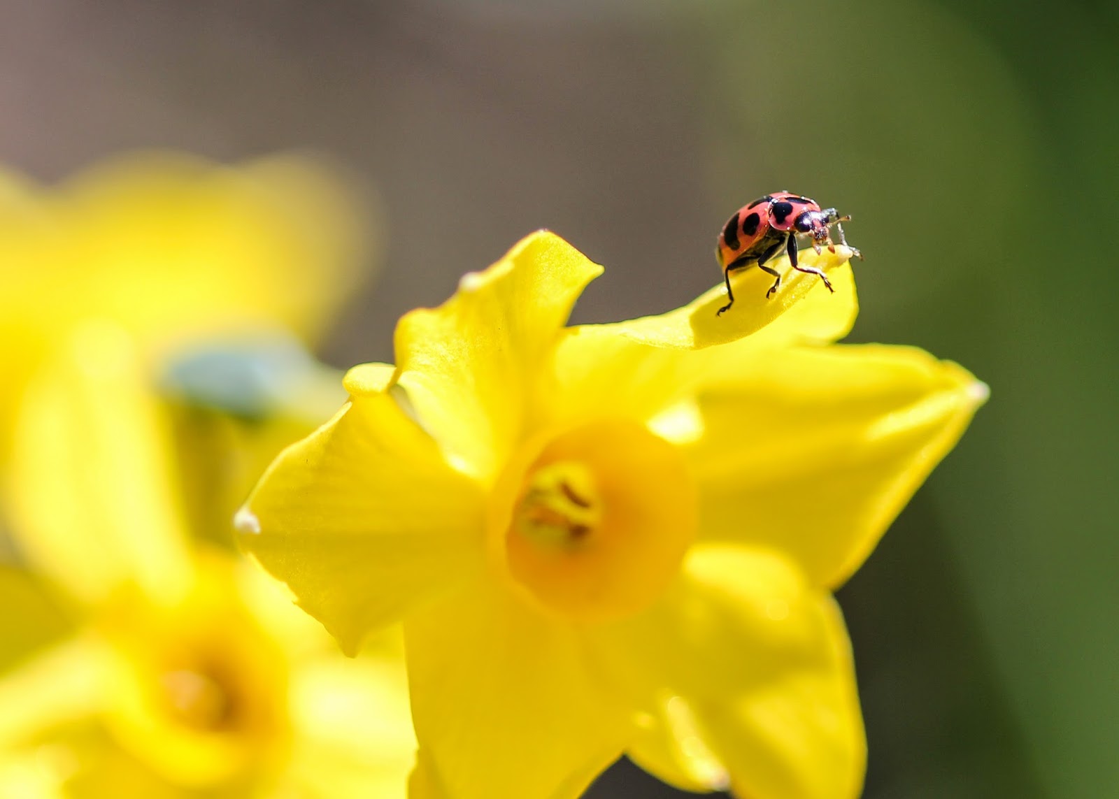 Red House Garden: The Pink Spotted Ladybug