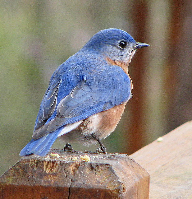 Bluebird of Happiness | Life Support System