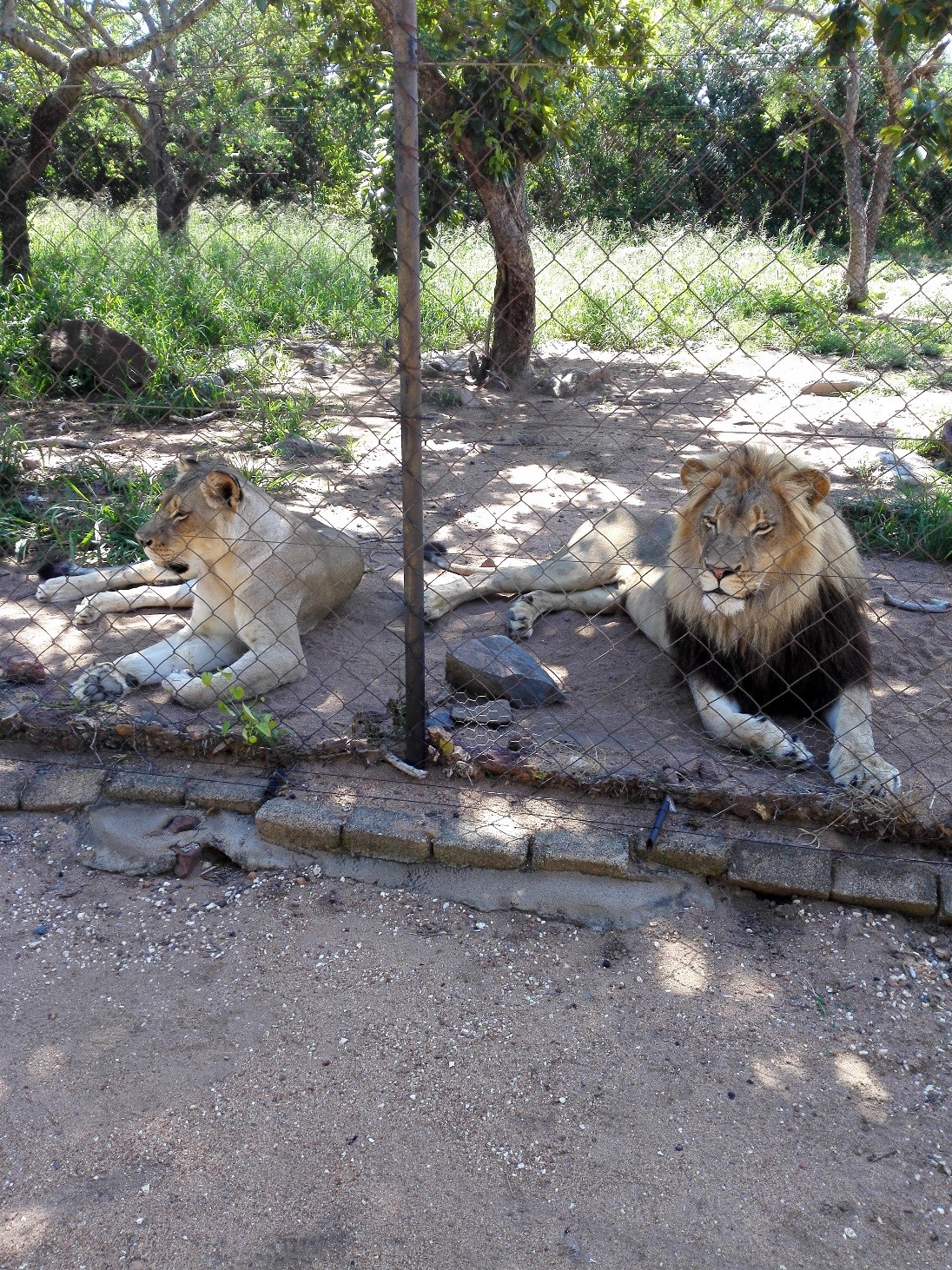 Harjoittelu Moholoholo Wildlife Rehabilitation keskuksessa Etelä-Afrikassa