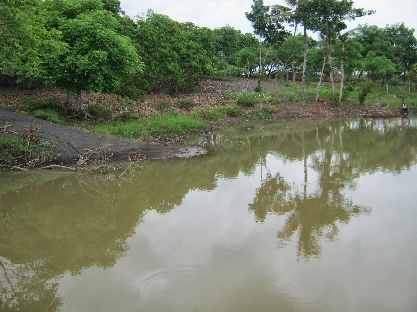 Top Contoh Ekosistem Air Tawar