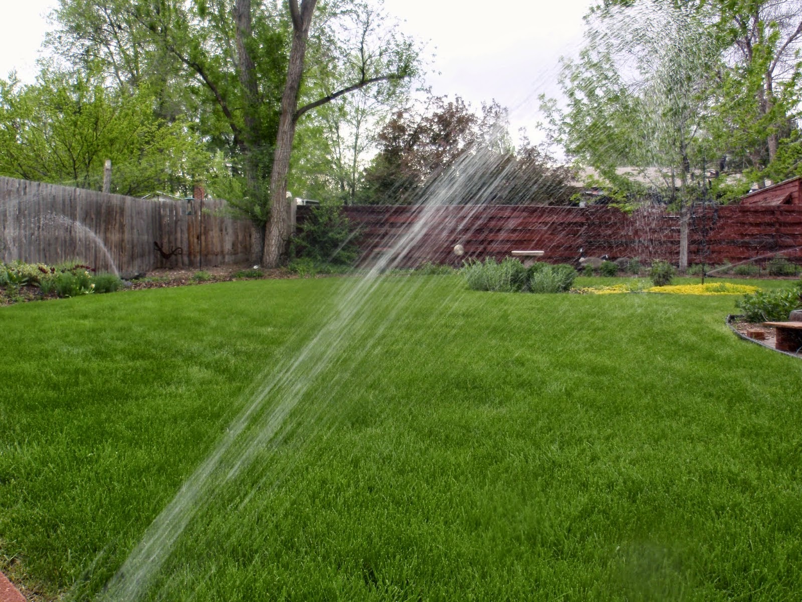 JeffCo Master Gardeners: Rethink Your Colorado Bluegrass Lawn by Donna ... JeffCo Master Gardeners: Rethink Your Colorado Bluegrass Lawn by Donna ...