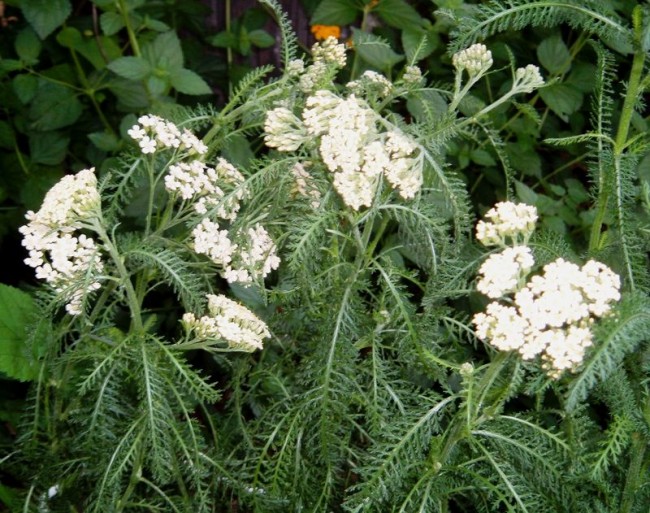 Sanatatea din farmacia Domnului: May 2013