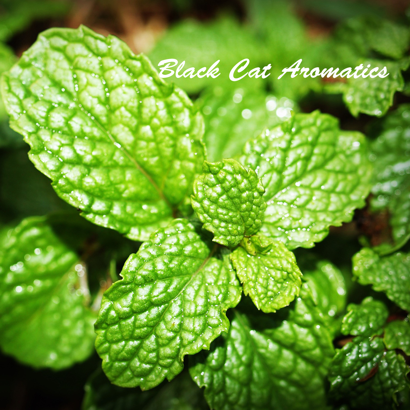 Black Cat Aromatics: Weekly Essential Oil~ Peppermint (Mentha x piperita)