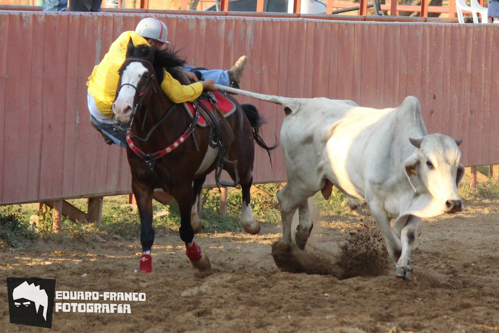 julioaoc: toros coleados