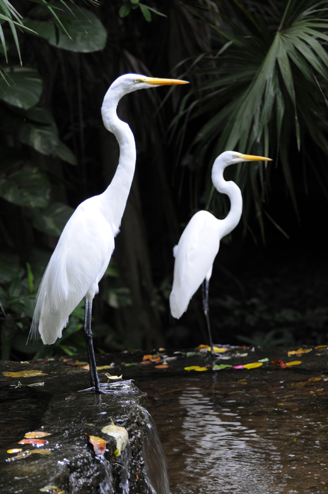 Imágenes de Pájaros: Garzas