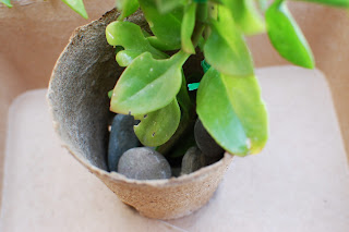 Ancient Hearth: Making an Easter Tree