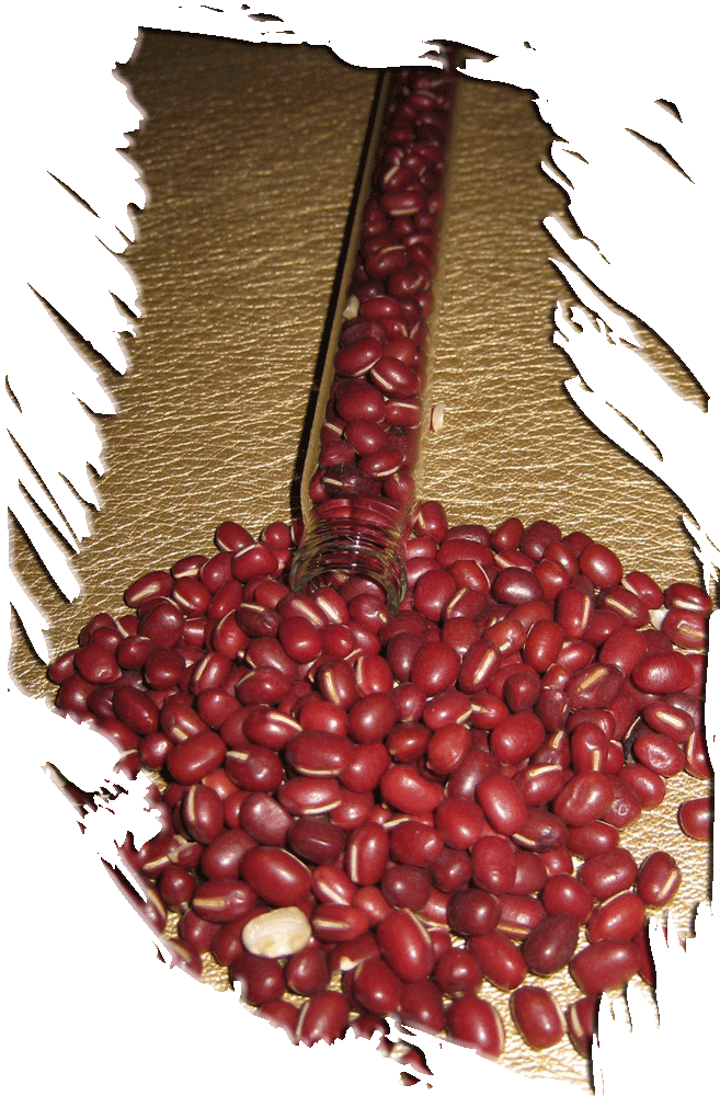 FABULEUSE LÉGUMINEUSE : A QUOI ELLE RESSEMBLE...: AZUKIS dans son état ...