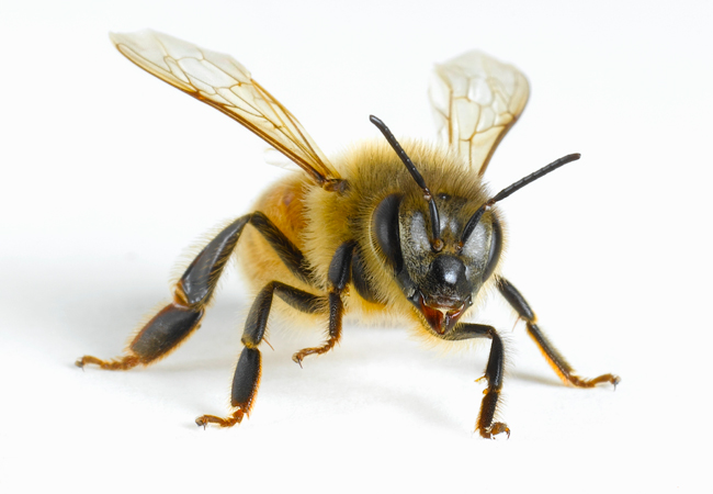 Minda, Mata Hati & Potensi Diri: A BEES-EYE VIEW : How insects see ...