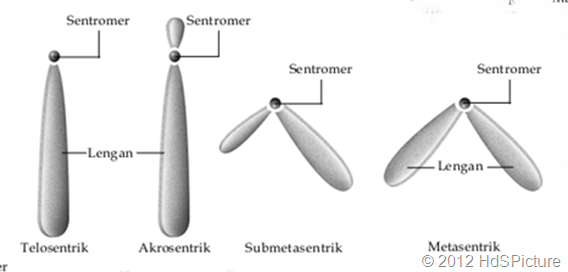 Kromosom - Substansi Genetika | de Biology