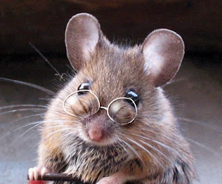 diamondmelissa: Schattige dierenplaatjes